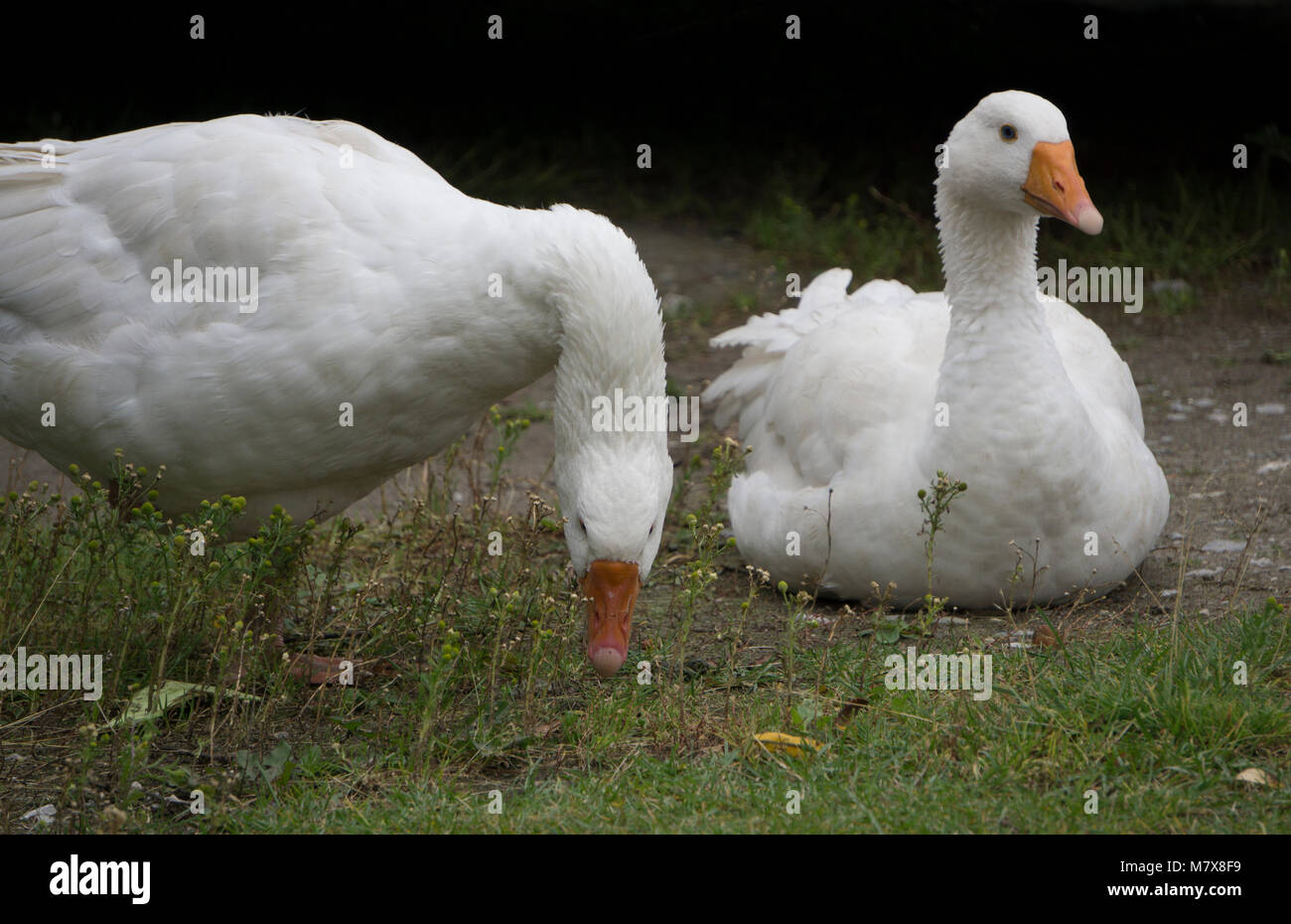 two geese home on the street Stock Photo - Alamy
