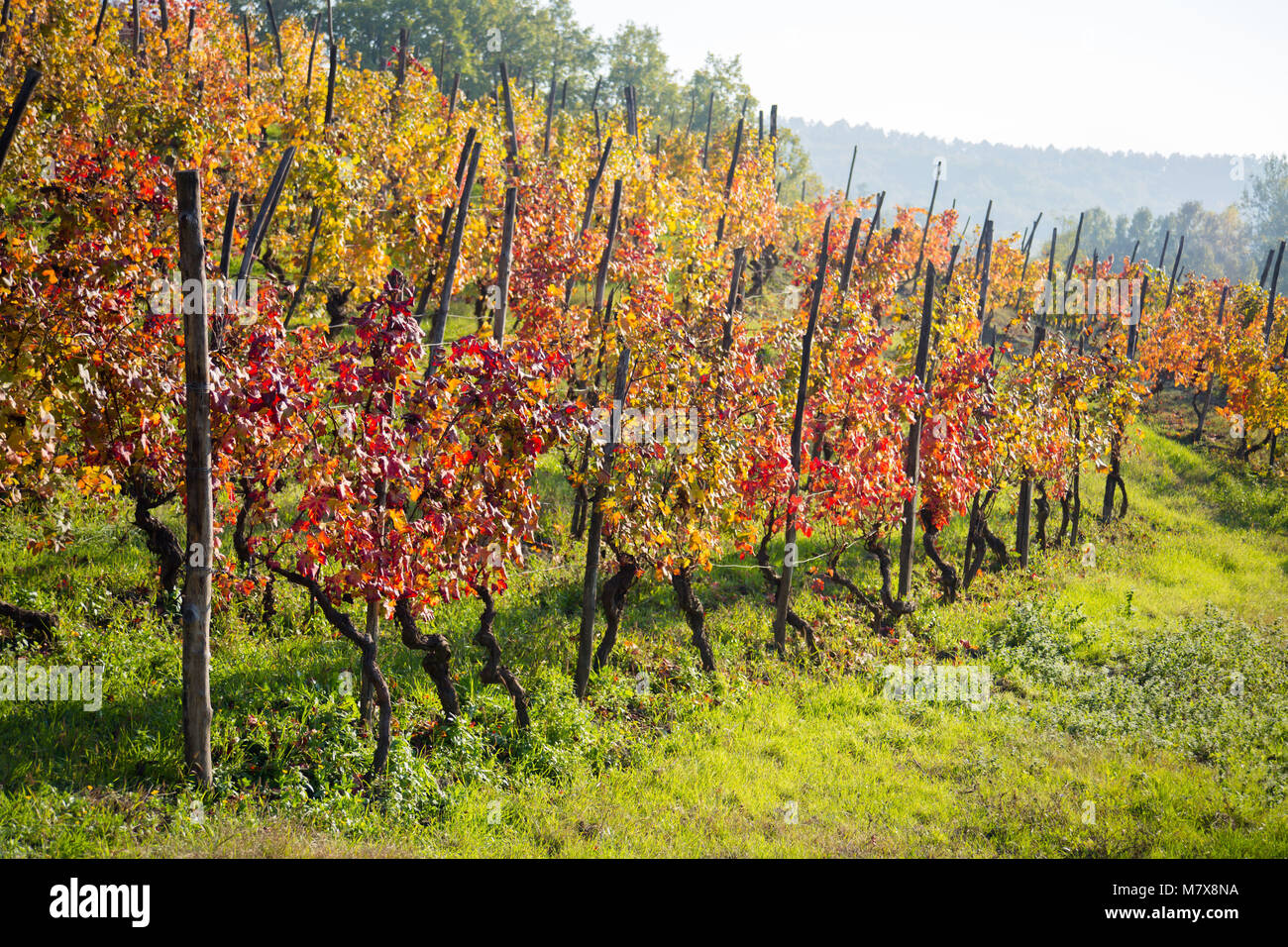 Colorful trees of grapes in autumntime, Italy Stock Photo - Alamy