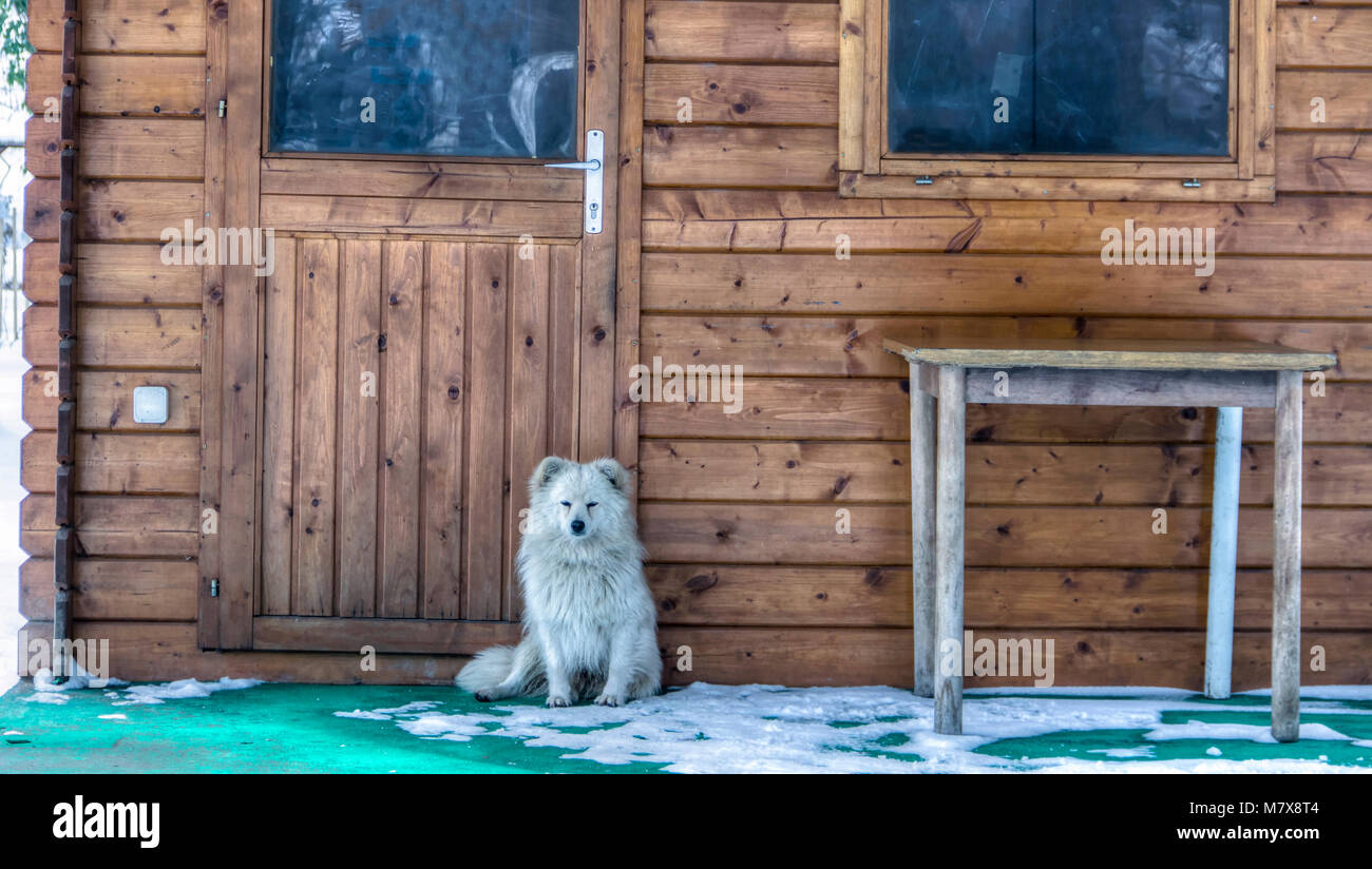 Dog in front of cabin hi-res stock photography and images - Alamy