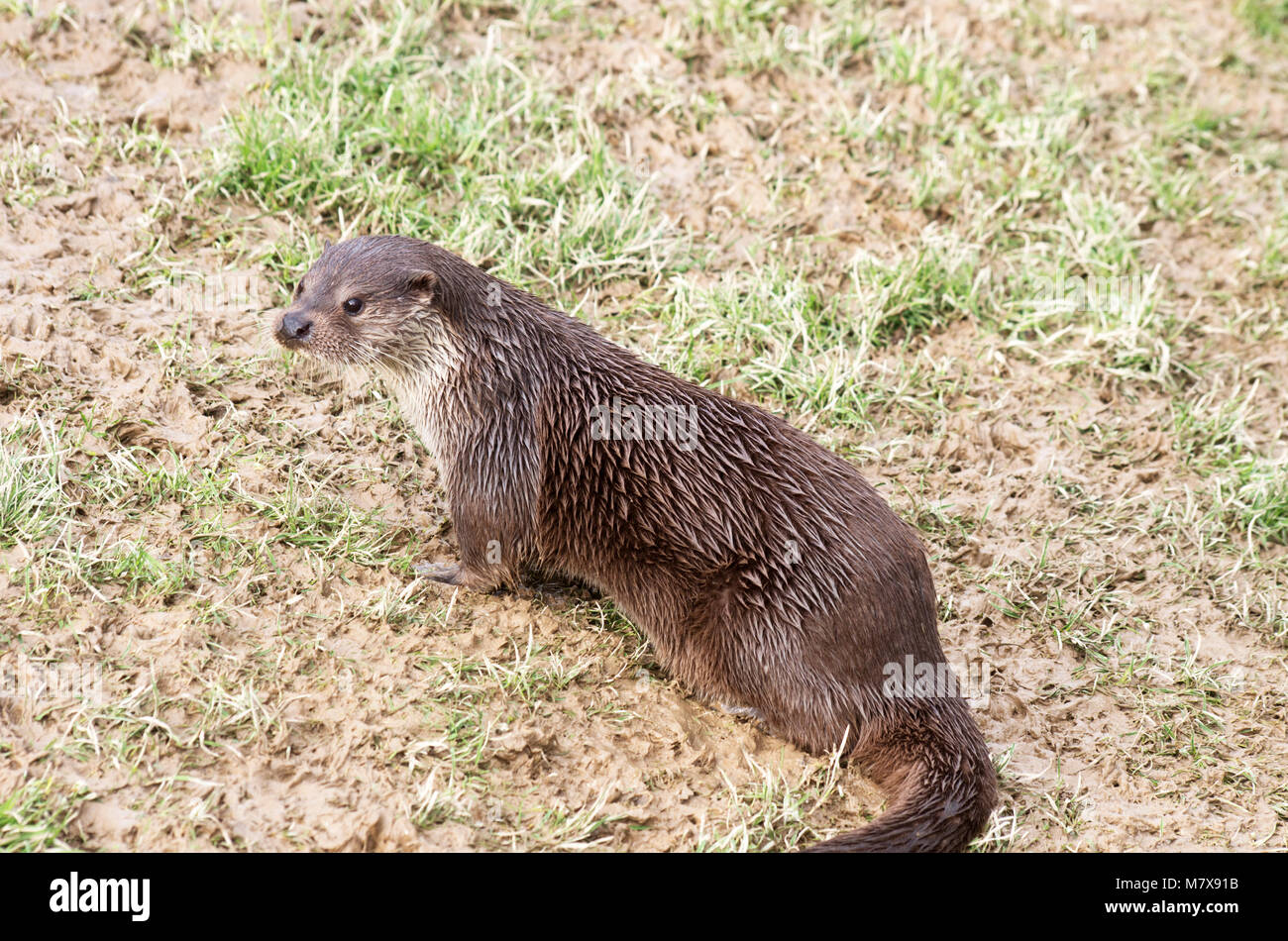British Otter Lutra Lutra Surrey Captive Stock Photo - Alamy