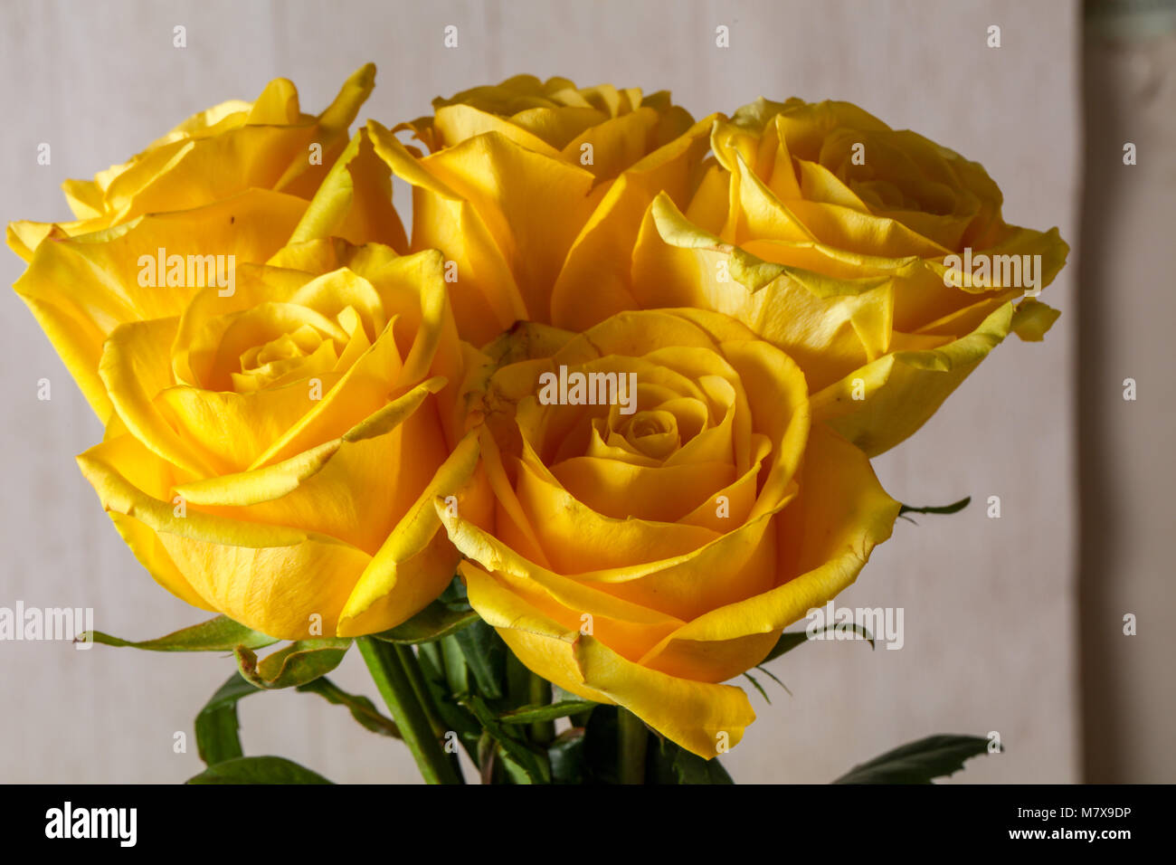 Yellow roses bouquet isolated on white background Stock Photo - Alamy