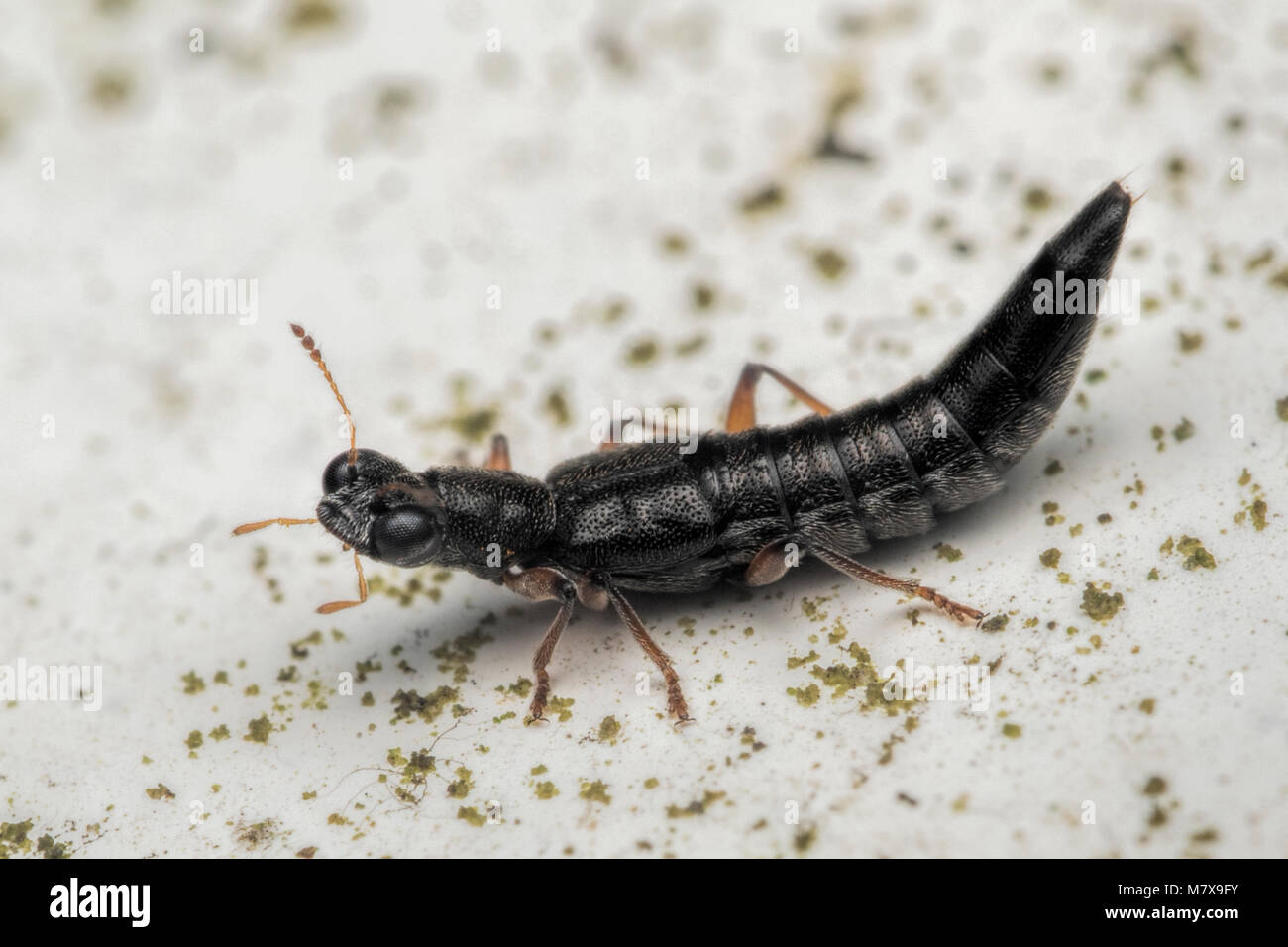 Rove Beetle (Stenus sp.) in defensive pose on the side of a shed ...