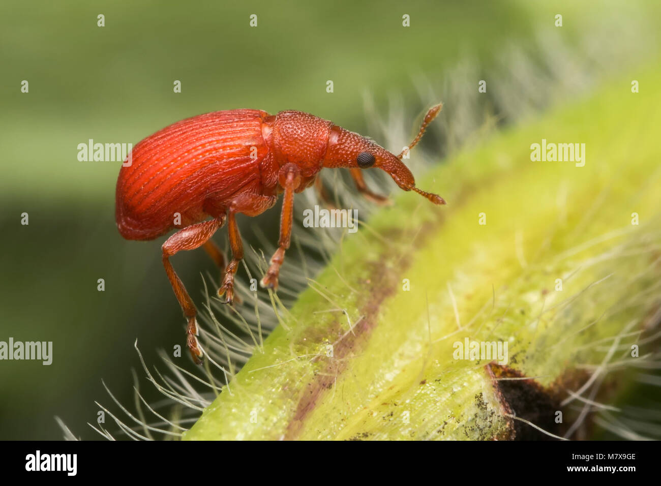 Seed Weevil (Apion sp.) walking along plant stem. Tipperary, Ireland ...