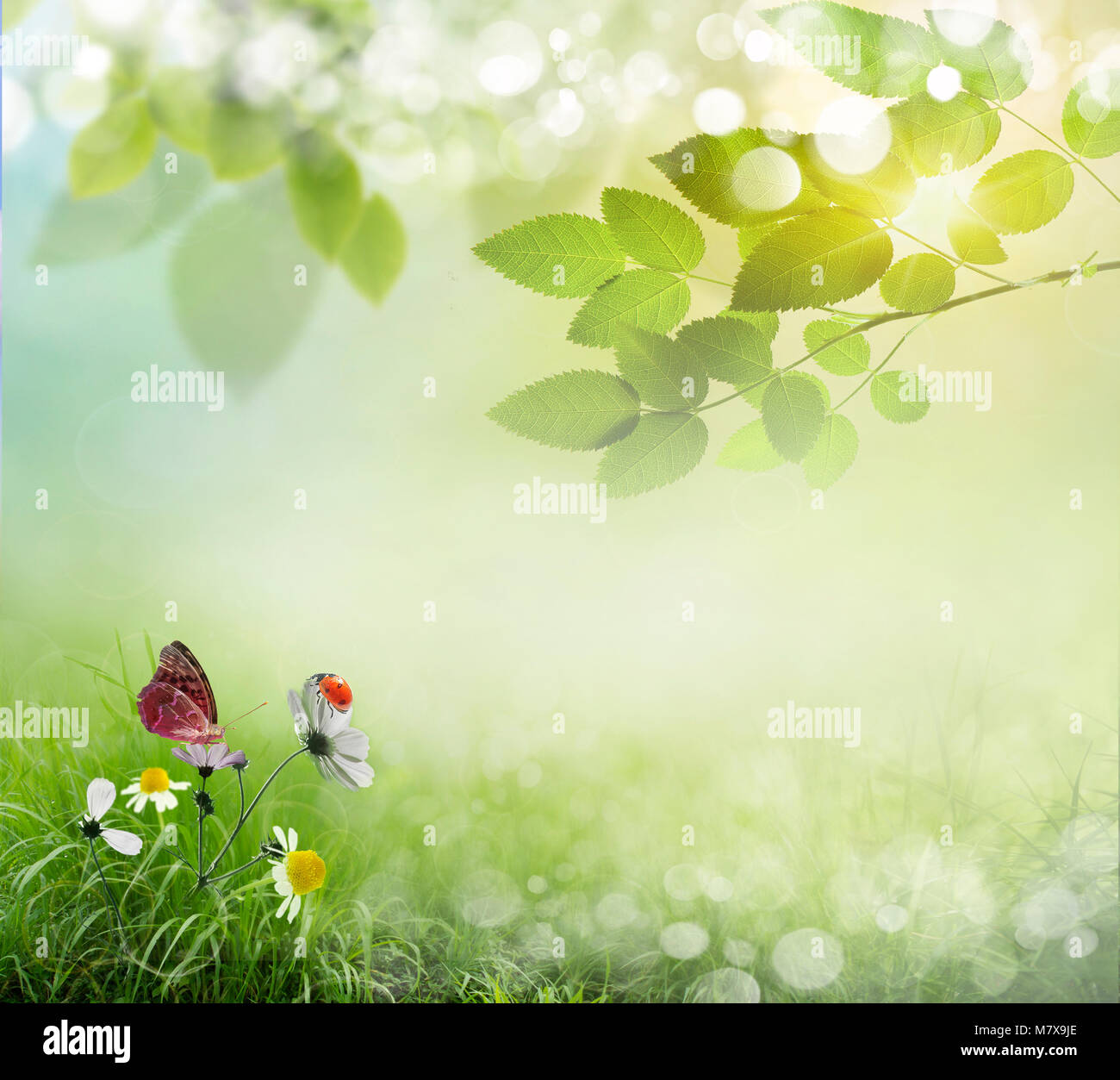 Spring background with flowers and ladybug Stock Photo - Alamy