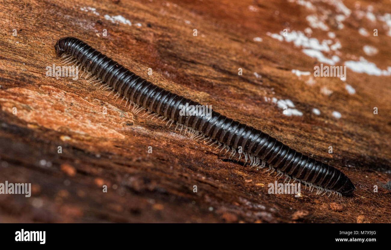 Giant African Millipede Cyanide