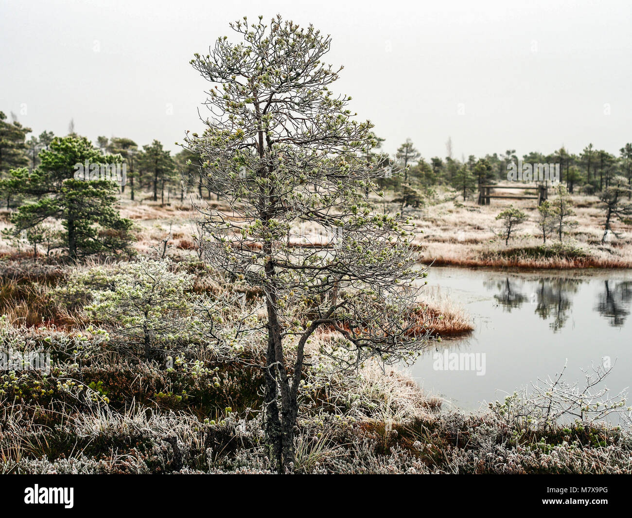 Pine Trees in Field of Kemeri moor in Latvia with a Pond inbetween of ...