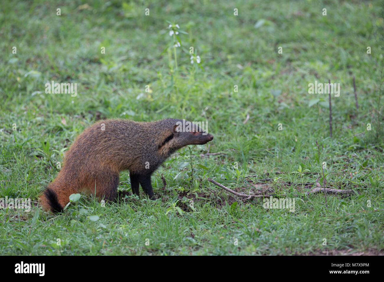 Mongoose india hi-res stock photography and images - Alamy