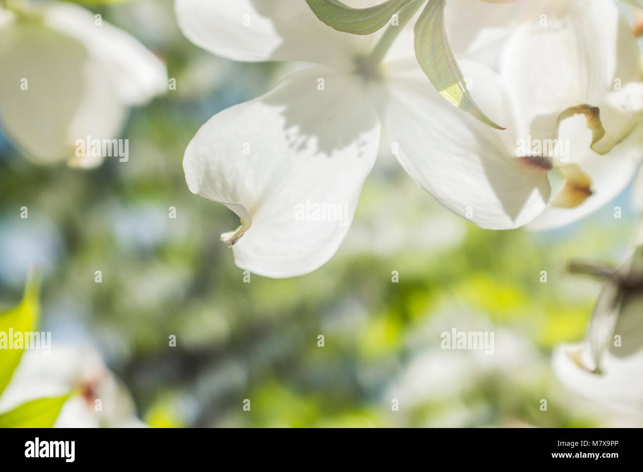Beam blooms hi-res stock photography and images - Alamy