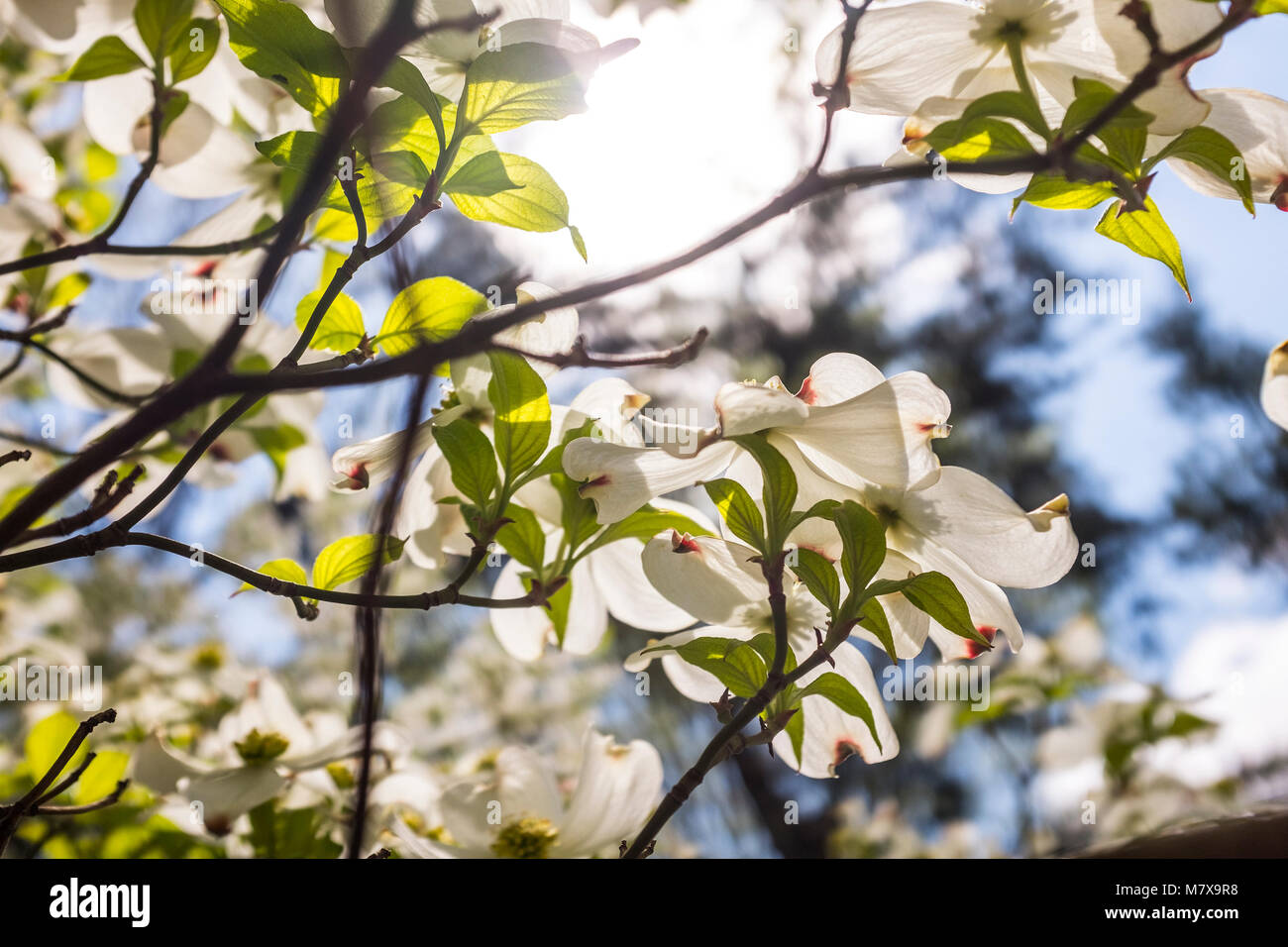 Spring flowers blooming Stock Photo - Alamy