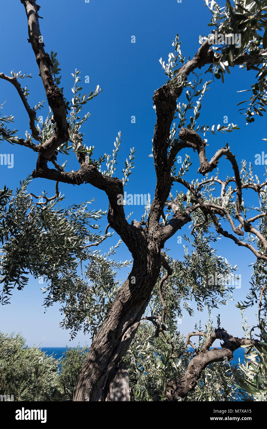Young olive tree with blue sky and sea in Greece Stock Photo - Alamy