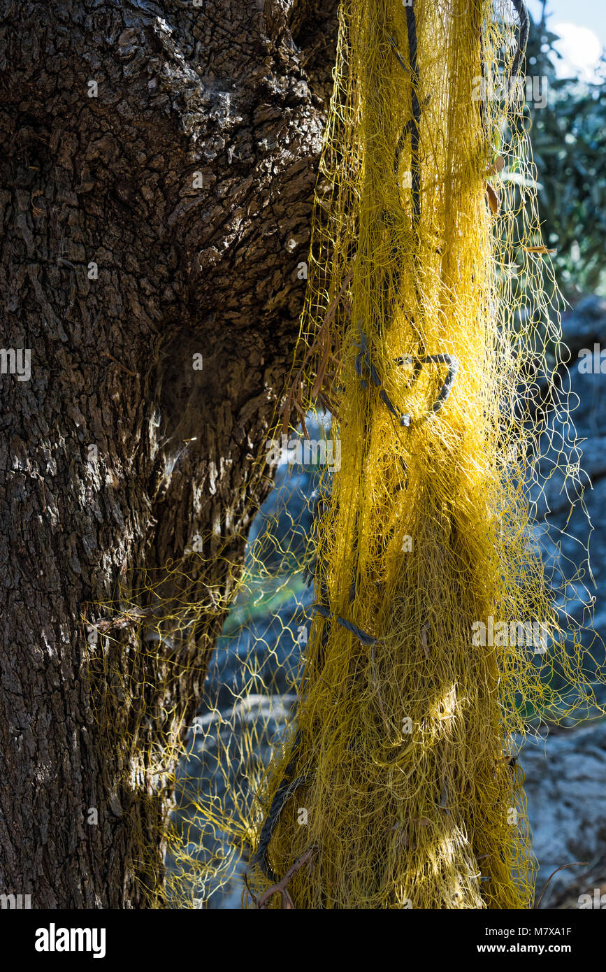 Yellow fishing net, hanging from an olive tree in Greece Stock Photo ...