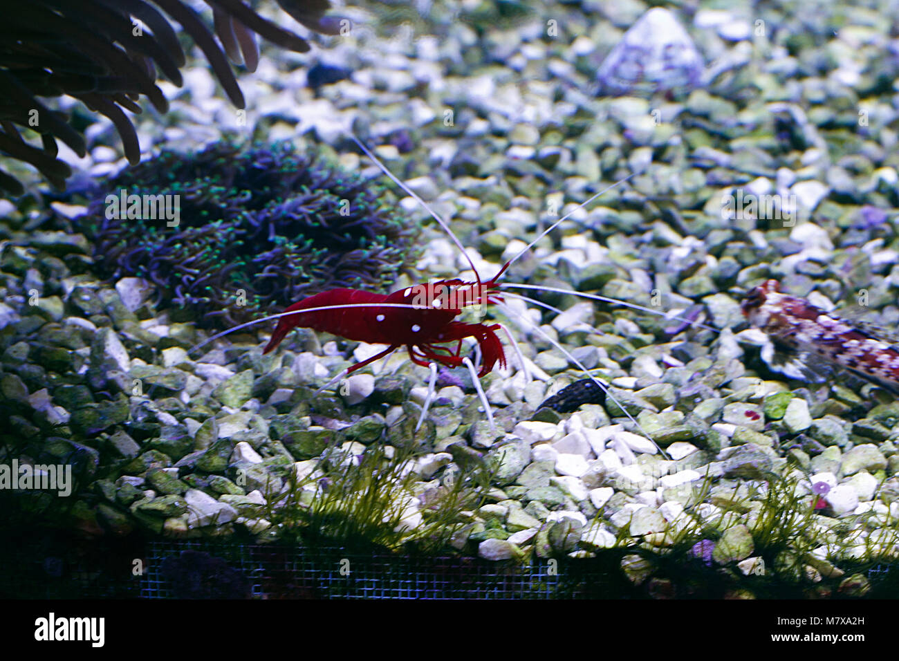 Blood shrimp hi-res stock photography and images - Alamy