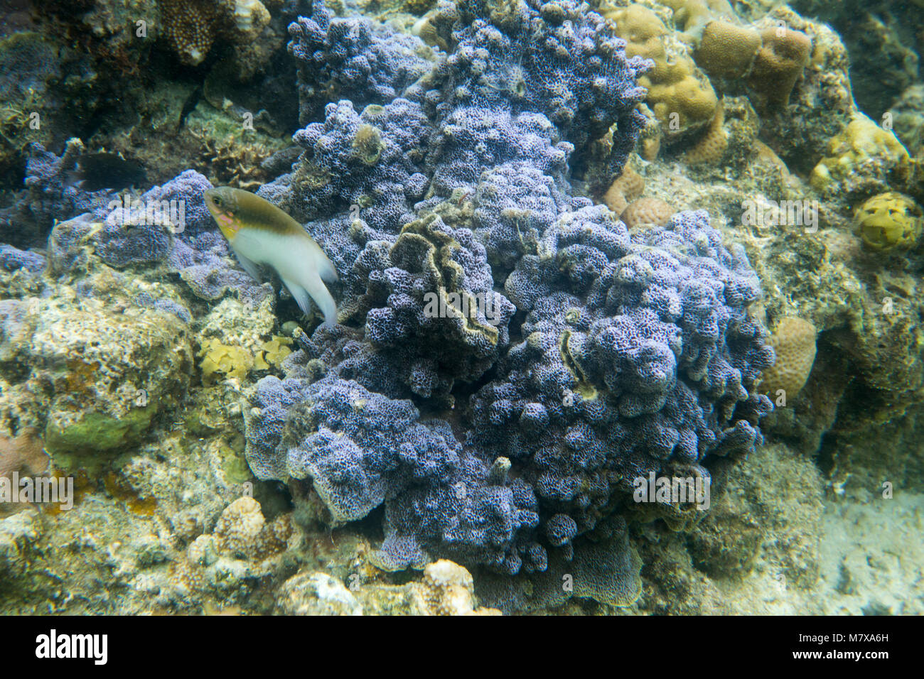 Encrusting coral close up view in Togian islands, Sulawesi, Indonesia ...