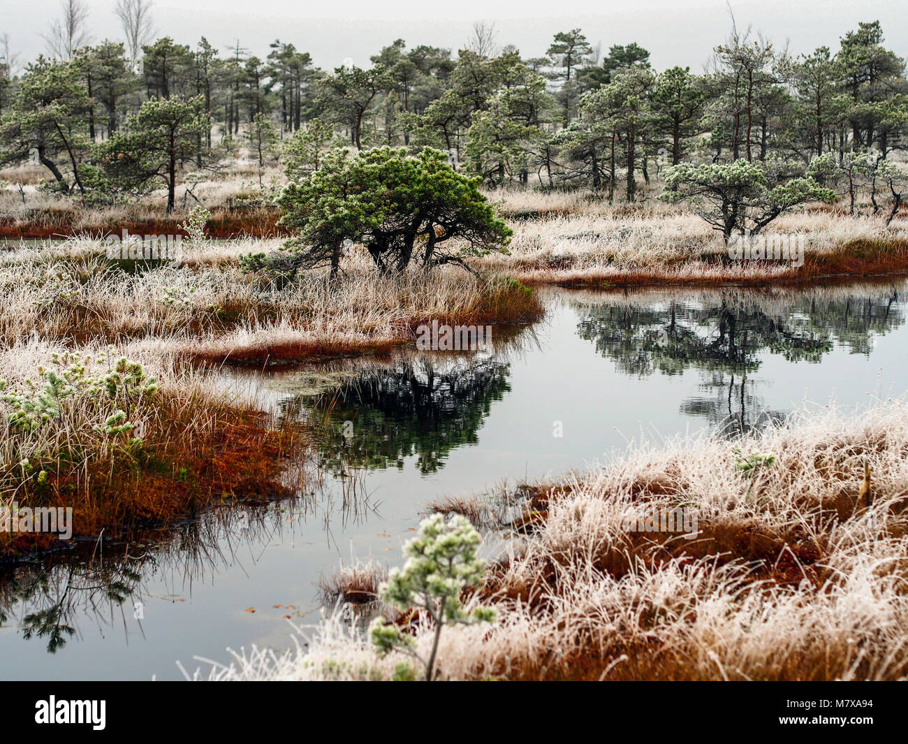 Pine Trees in Field of Kemeri moor in Latvia with a Pond inbetween of ...