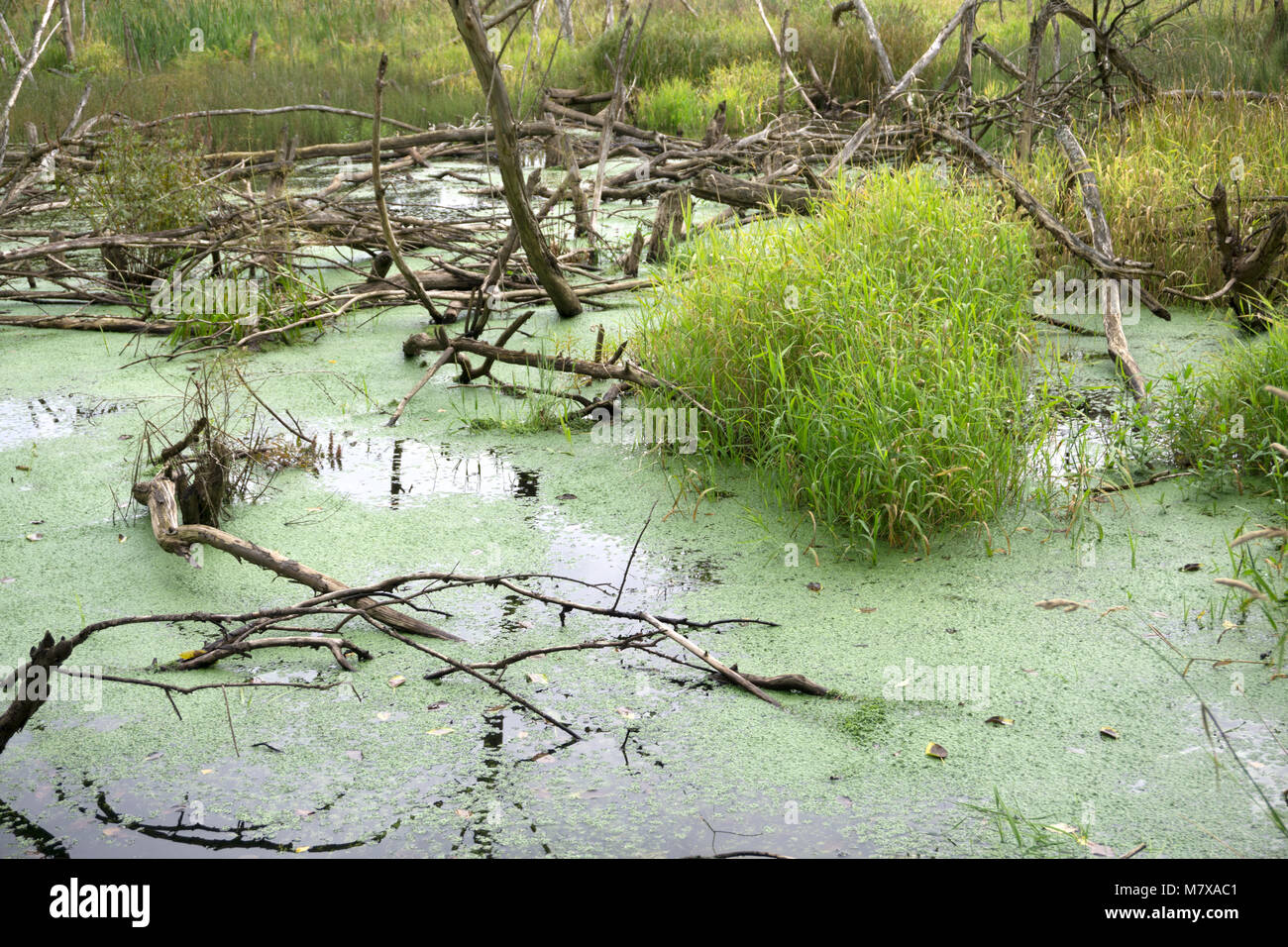 Lush green swamp and tropical forest scene. The sun is peaking through ...