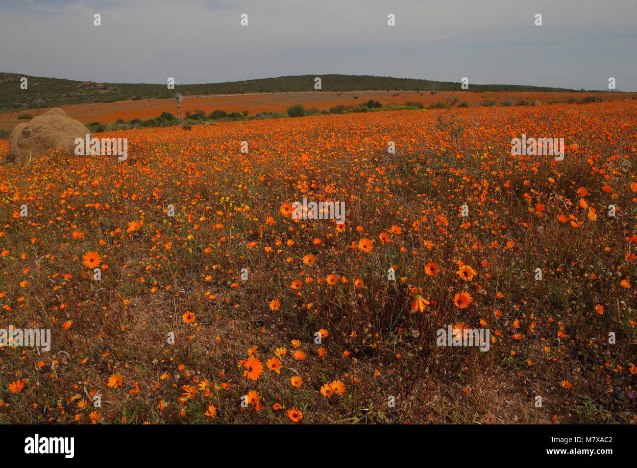 Skilpad hi-res stock photography and images - Alamy