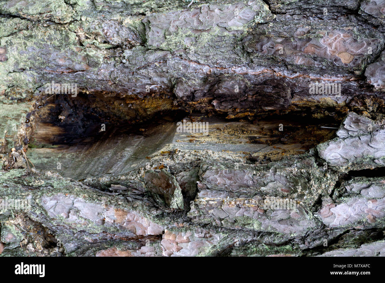 Fossil conifer hi-res stock photography and images - Alamy