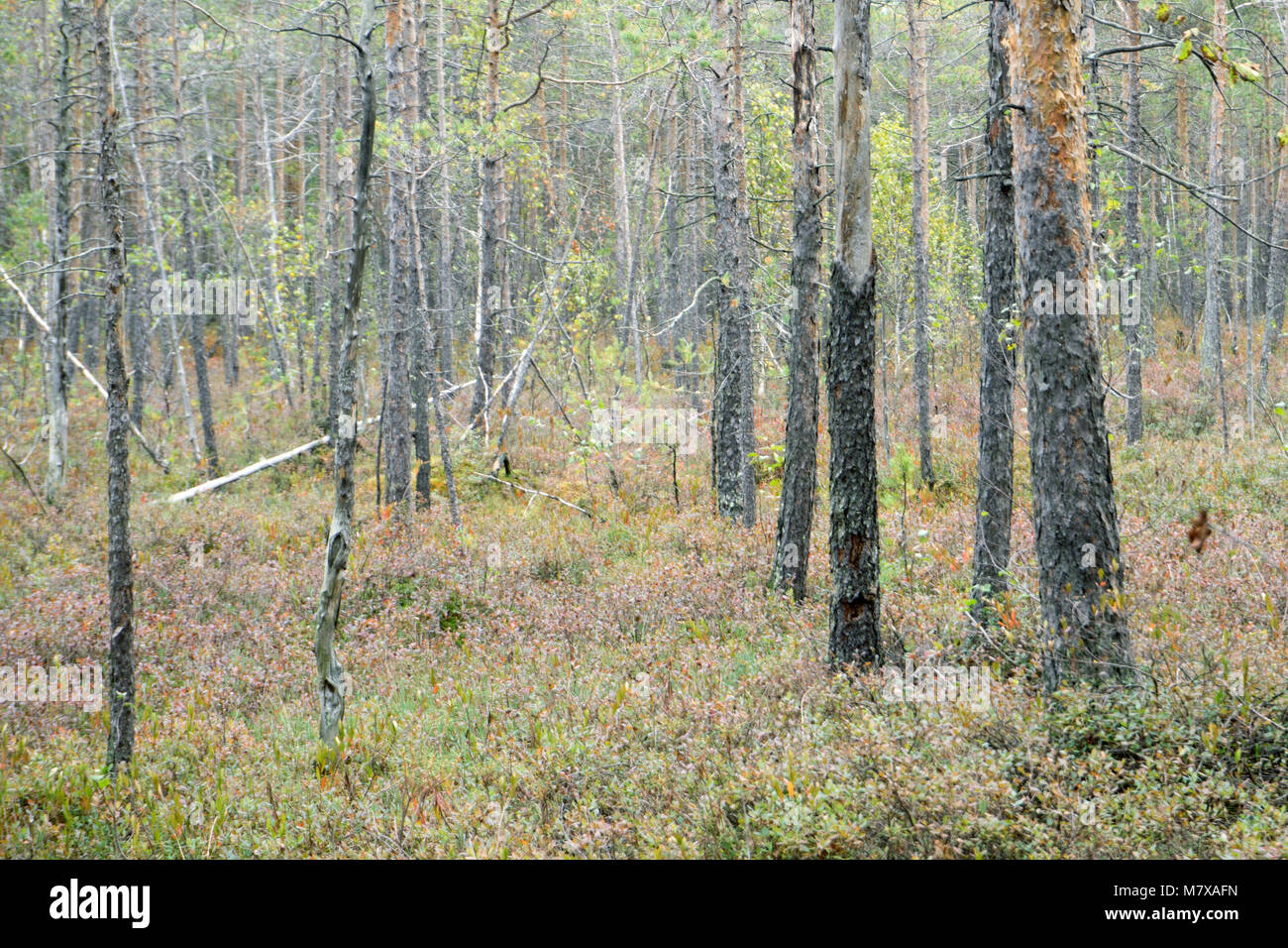 Sunlit pine Forest in the swamp Stock Photo - Alamy