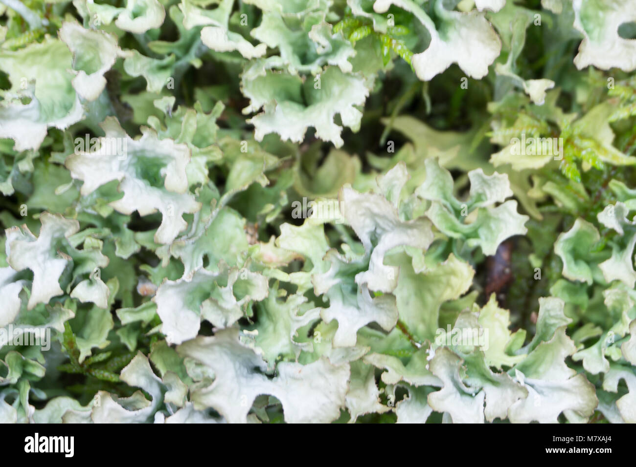 dry green pale moss Stock Photo - Alamy