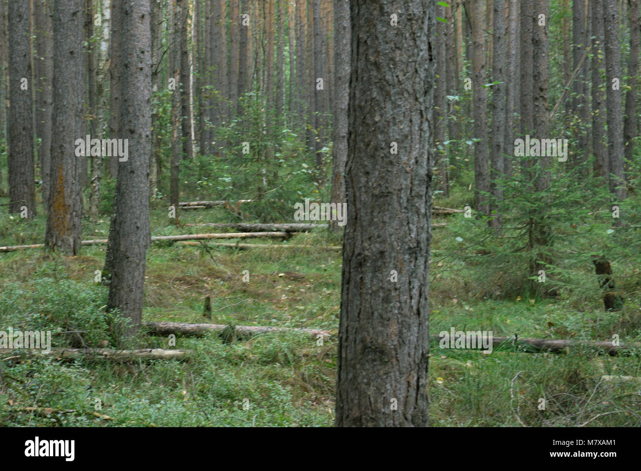 Sunlit Spruce Tree Forest Stock Photo - Alamy