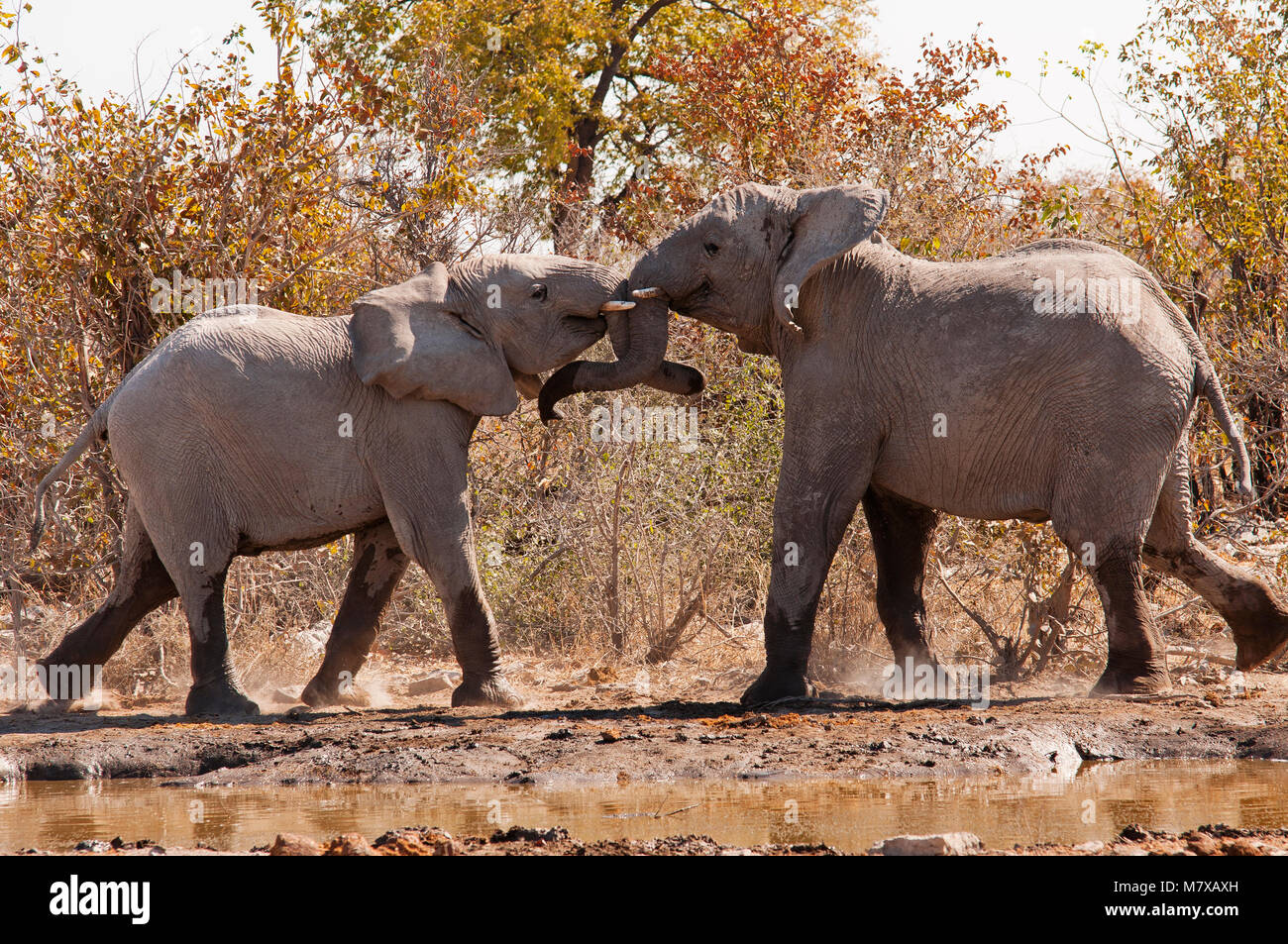 Elephants fighting at Batia waterhole, Etosha National Park, Namibia ...