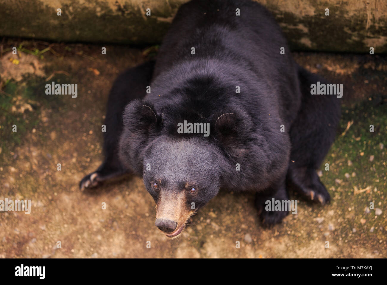 Black bear head hi-res stock photography and images - Alamy
