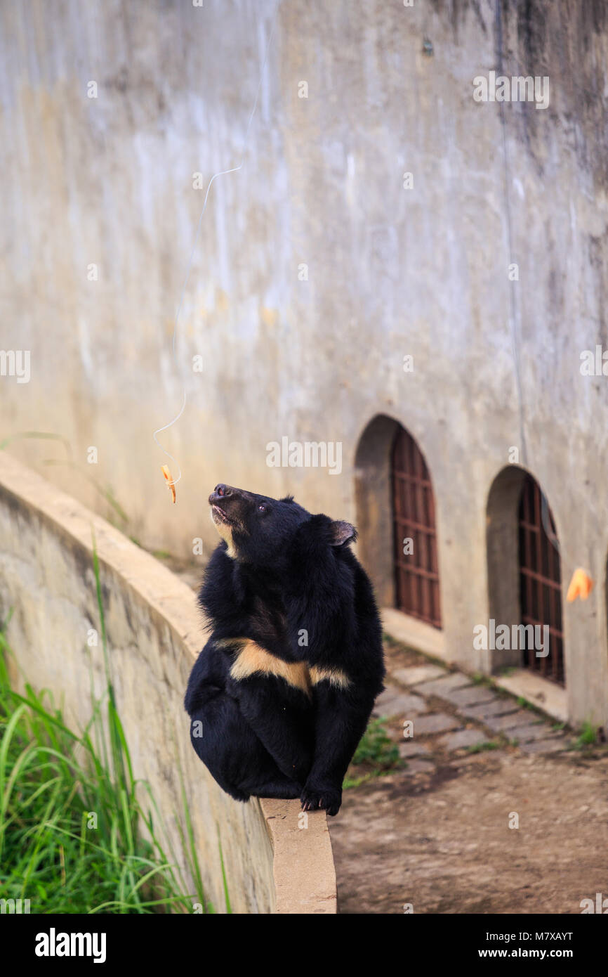 large black bear sits on barrier against high stone wall with iron ...