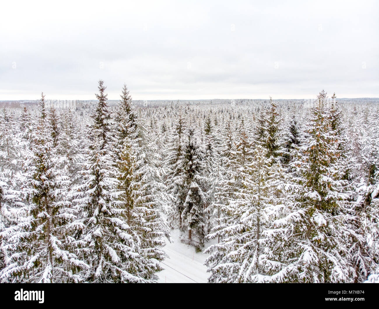 The evergreen trees are beautiful when covered in snow Stock Photo - Alamy