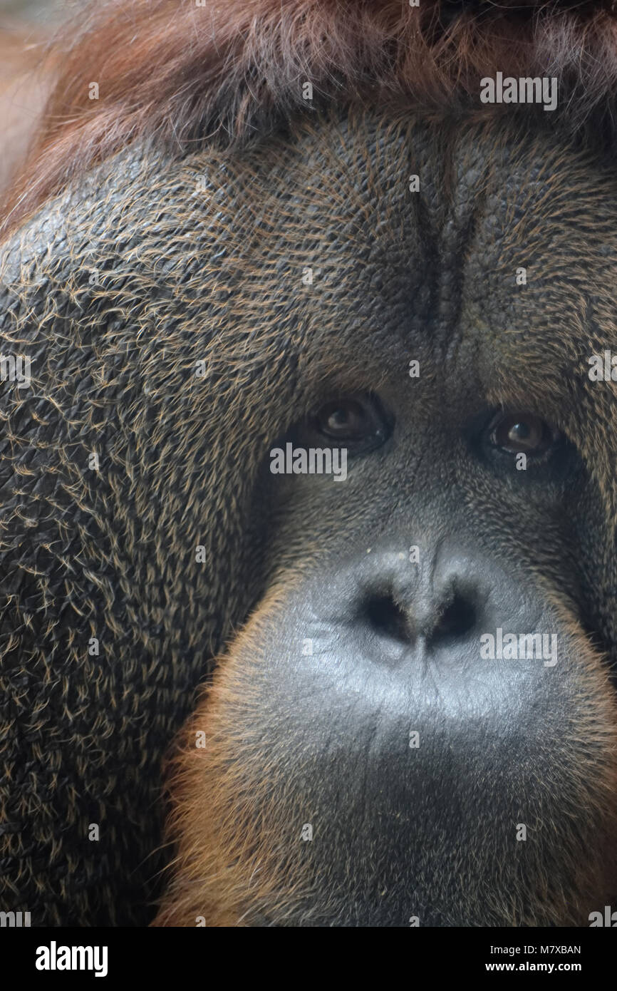 Orang utan close up Stock Photo - Alamy