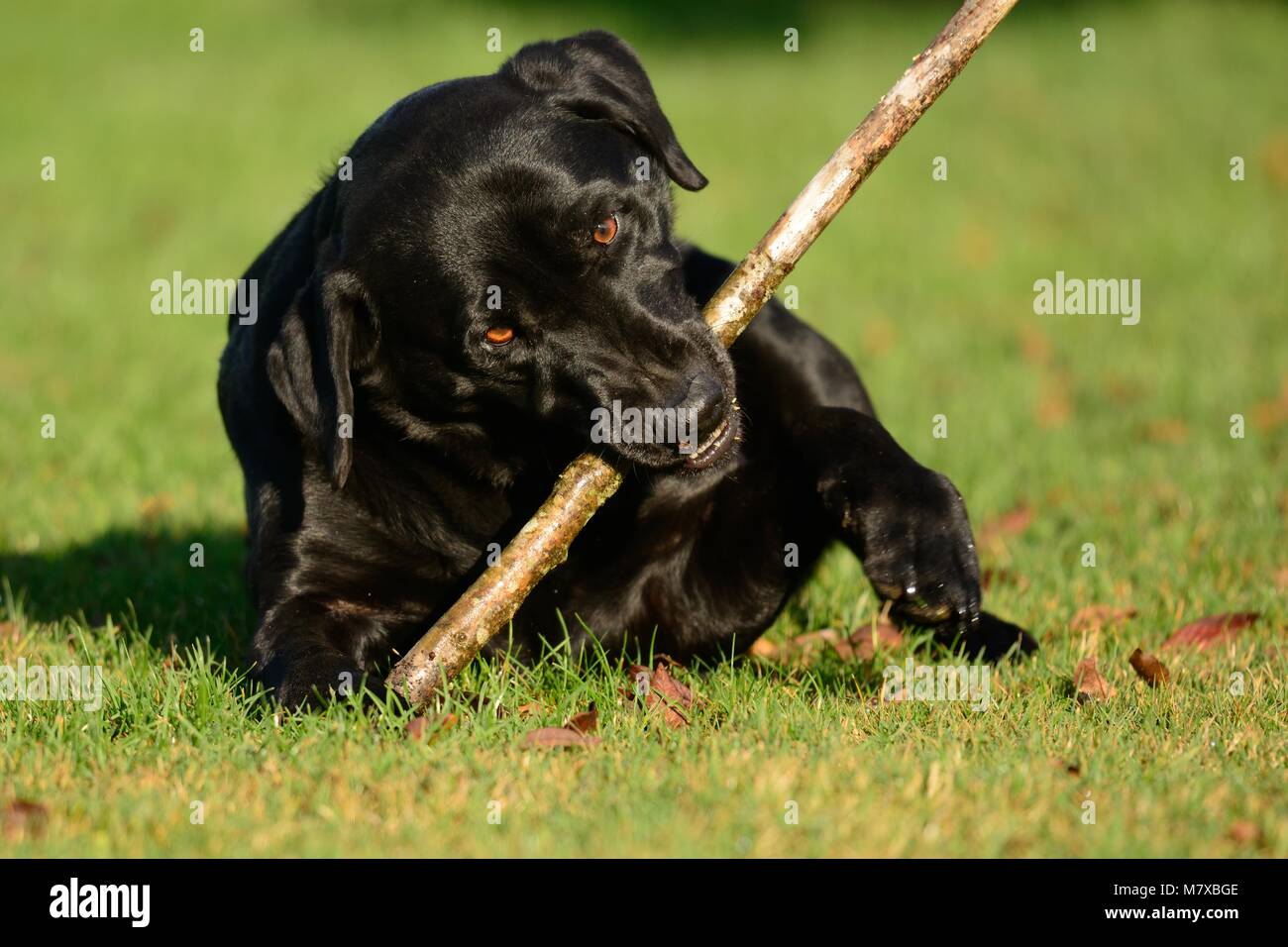 Low angle view of a black Labrador playing with a stick in the garden ...