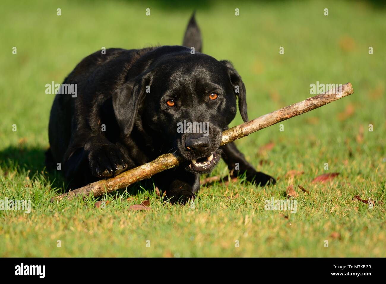 Labrador retrever hi-res stock photography and images - Alamy