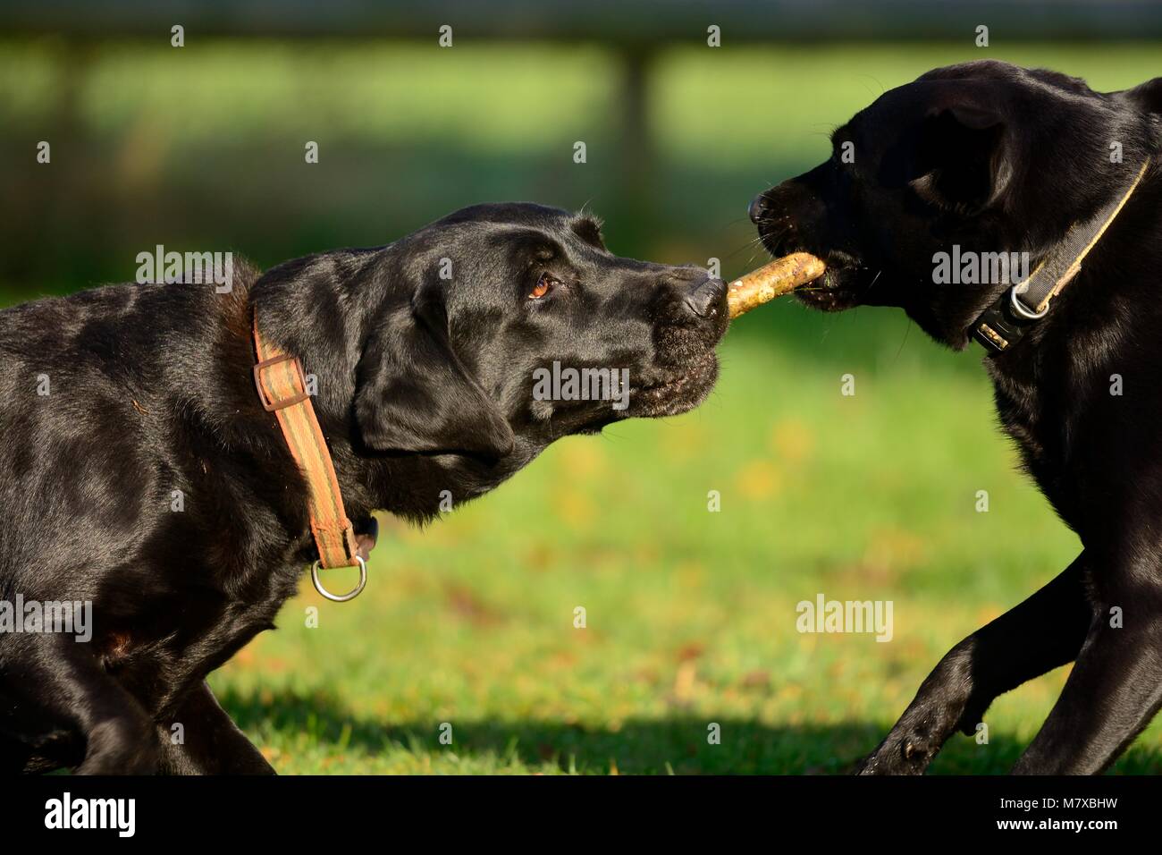 Two black Labradors playing with a stick in the garden Stock Photo - Alamy
