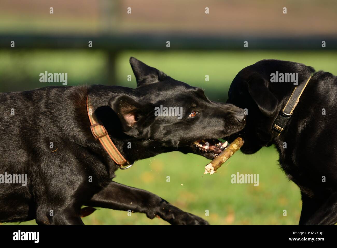 Two black Labradors playing with a stick in the garden Stock Photo - Alamy