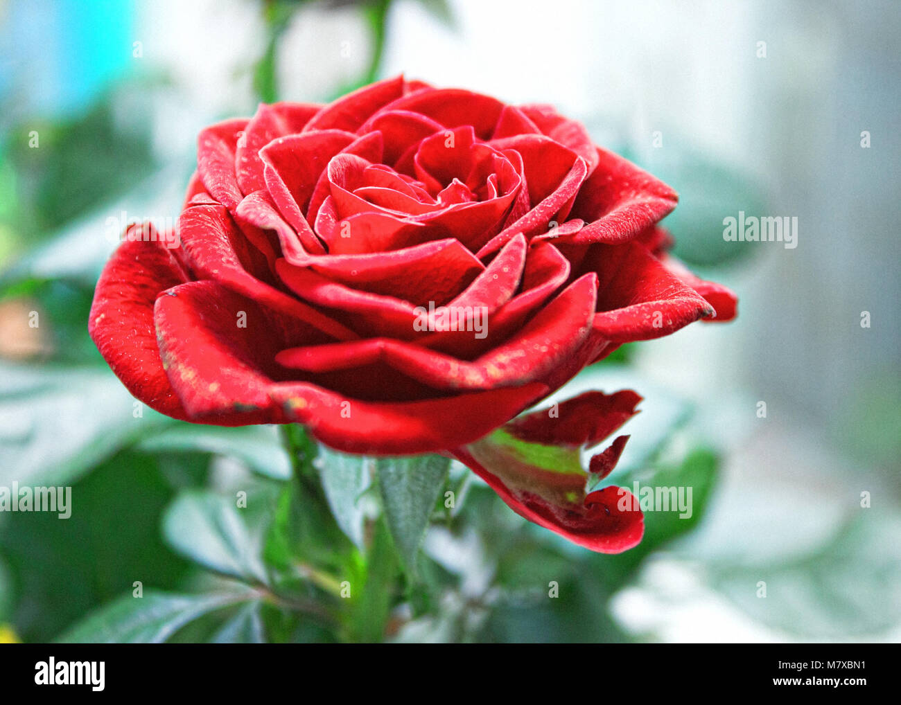 Luxurious red rose Stock Photo - Alamy