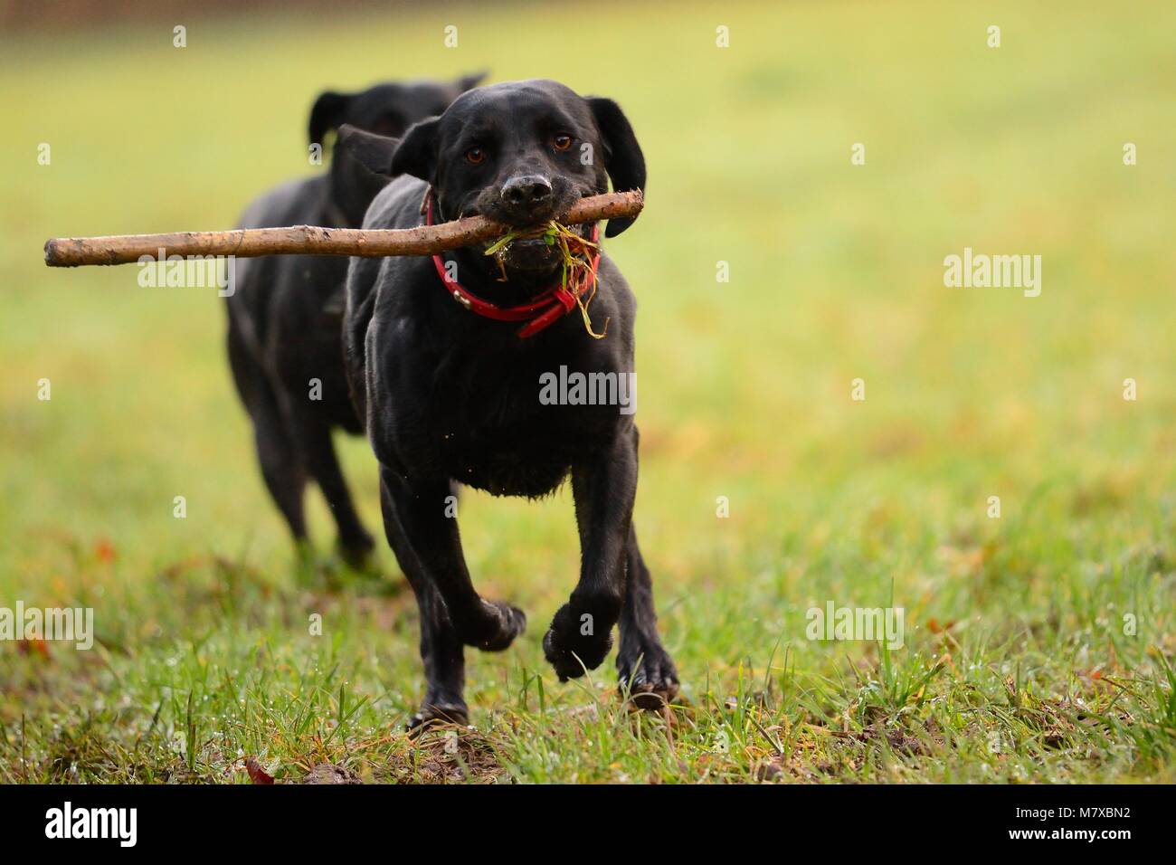 Two young black Labradors playing with a stick in the garden Stock ...