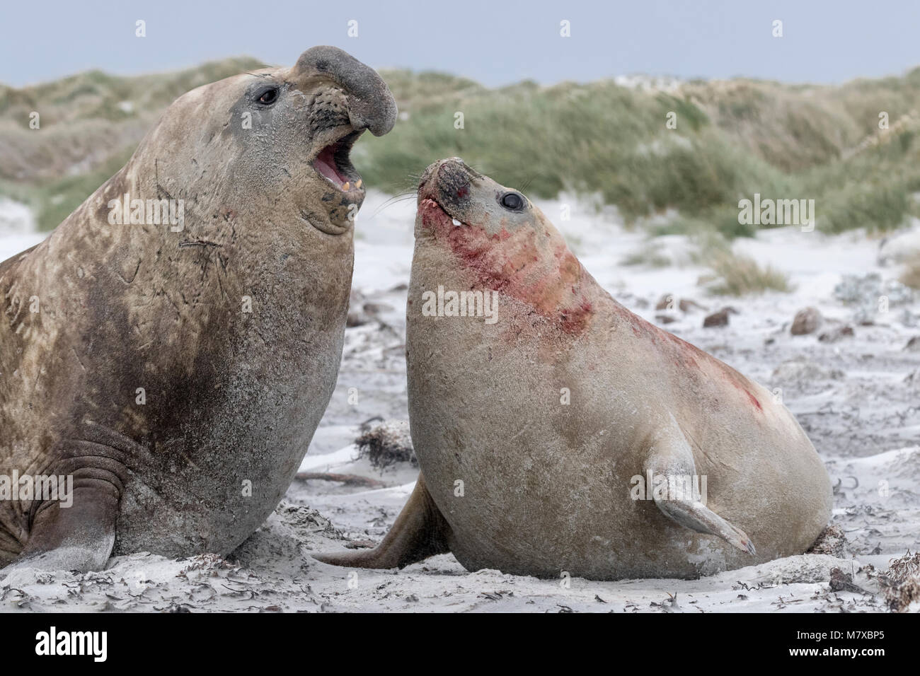Elephant with scar hi-res stock photography and images - Alamy