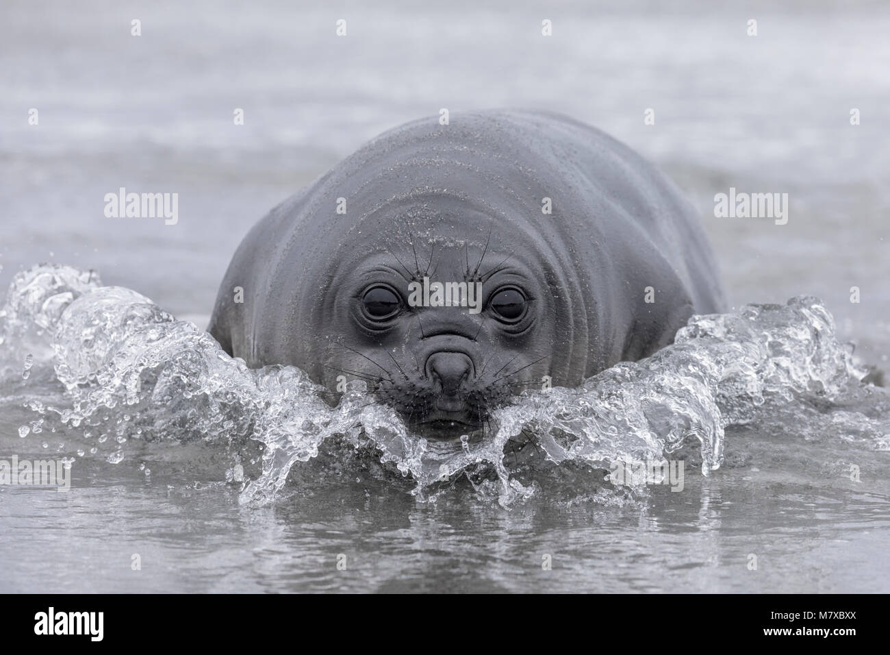 Southern Elephant Seal weener pup Stock Photo - Alamy