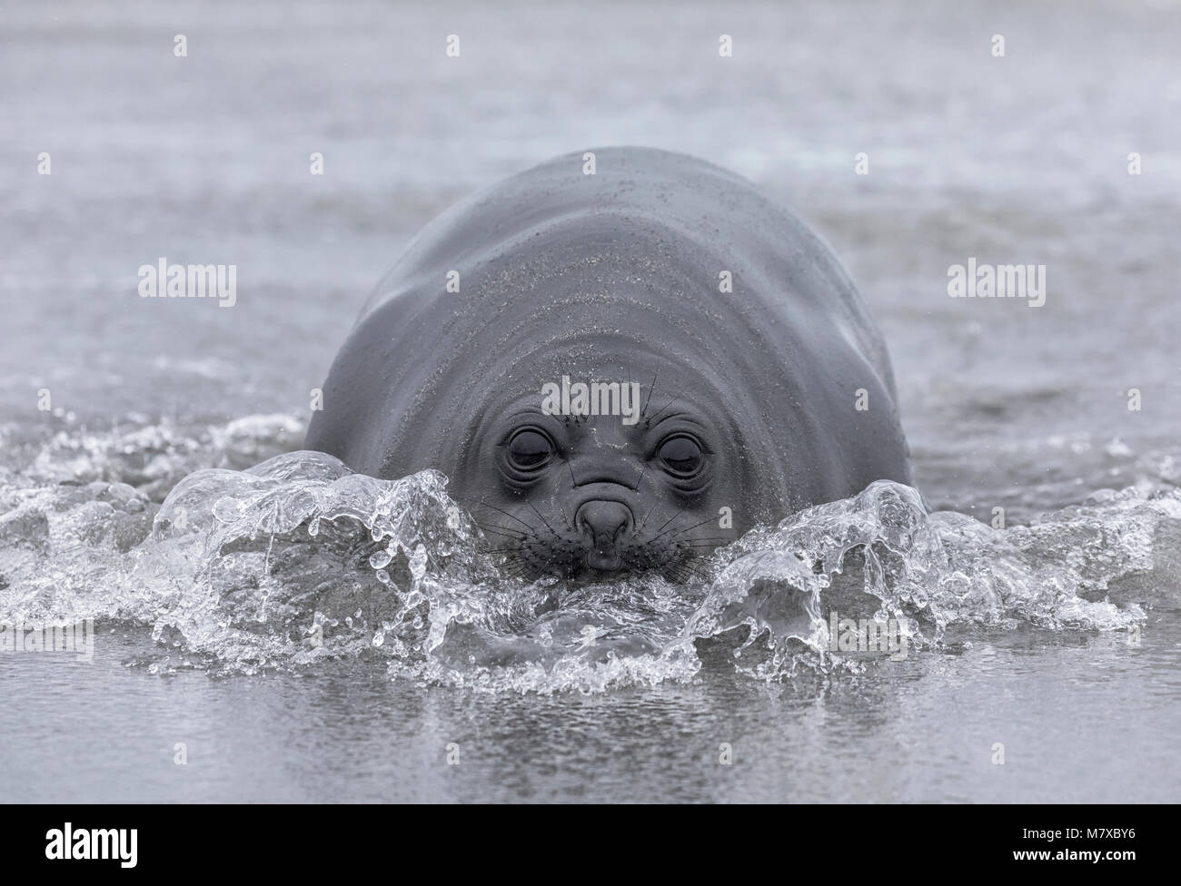 Southern Elephant Seal weener pup Stock Photo - Alamy