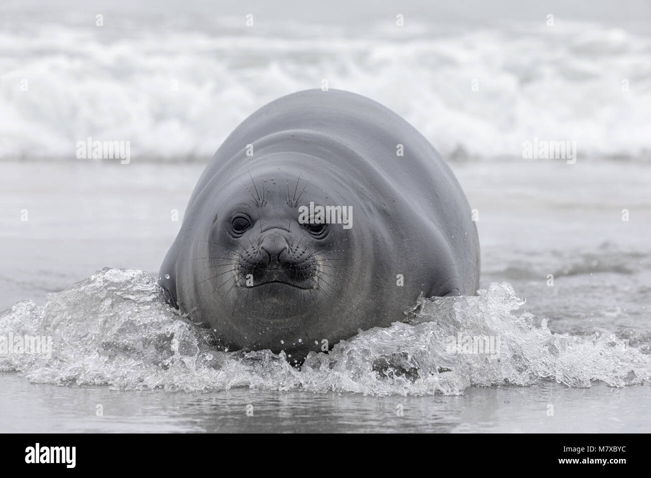Southern Elephant Seal weener pup Stock Photo - Alamy