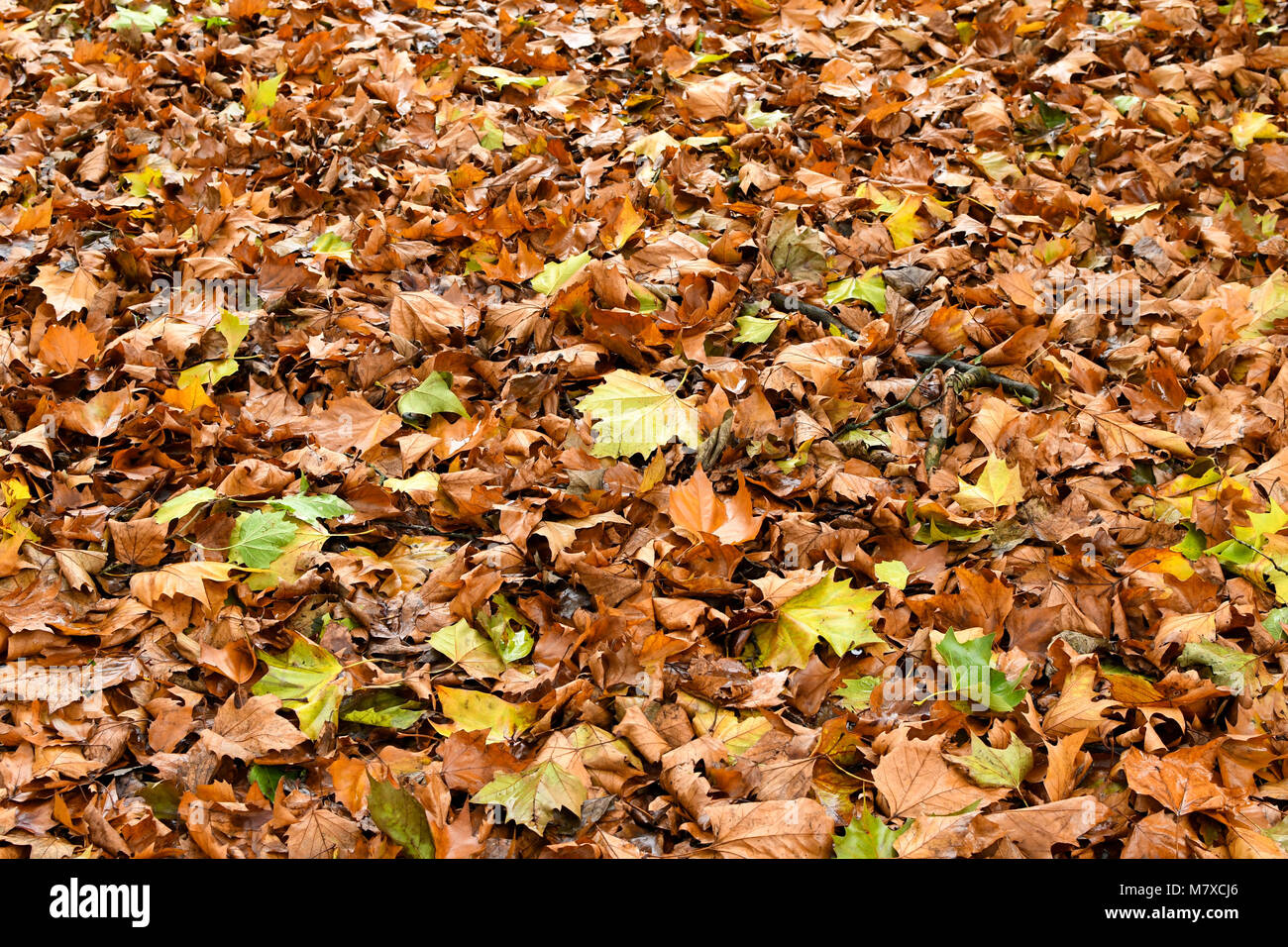 Colorful autumn leaves on the ground Stock Photo - Alamy