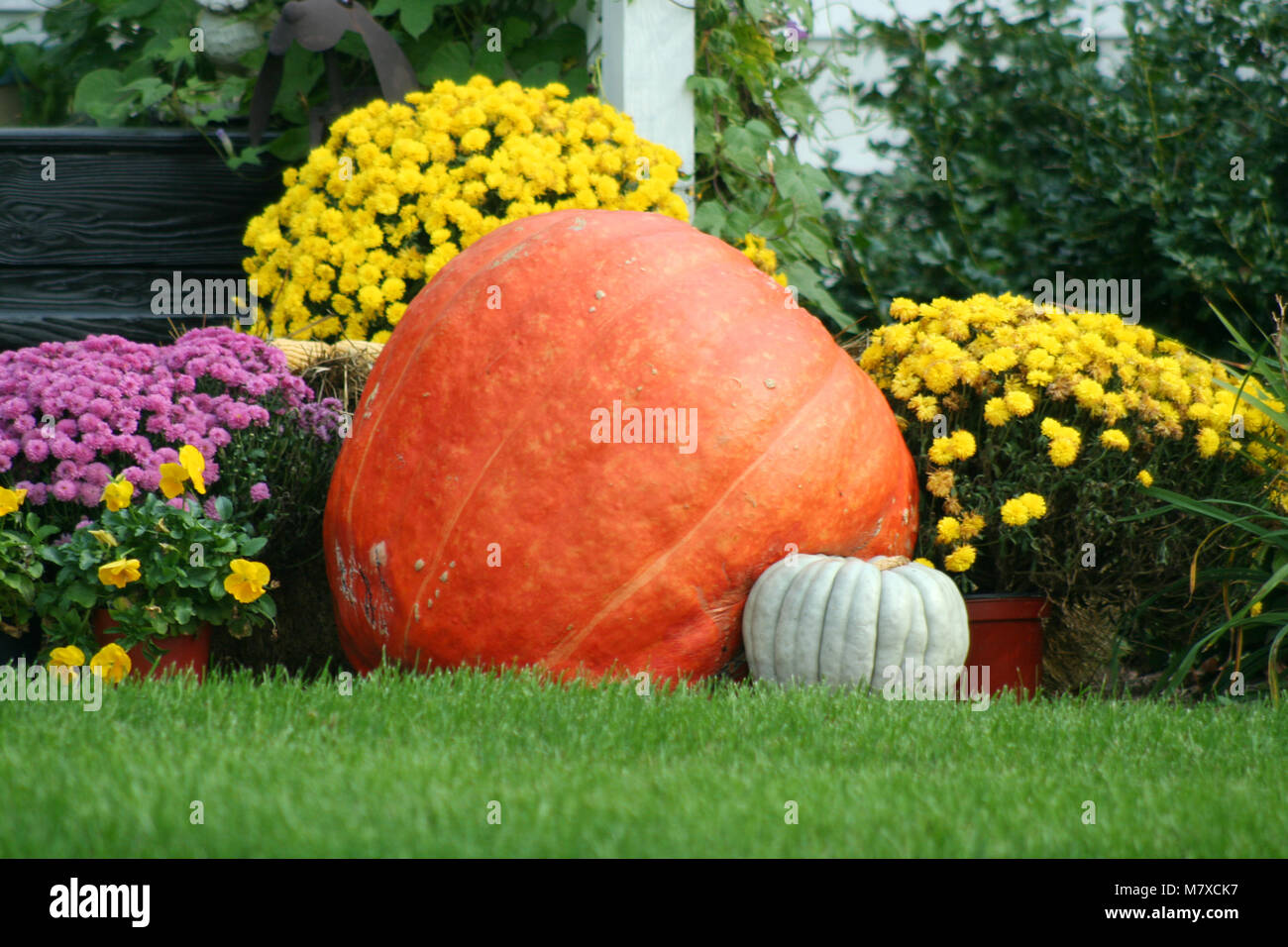 Pumpkin and mums with green grass Stock Photo - Alamy