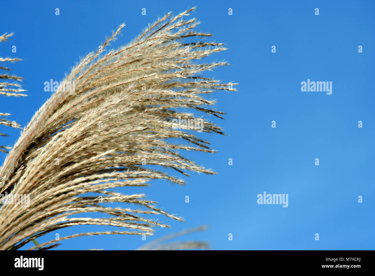 A group of Fall bush seeds Stock Photo - Alamy
