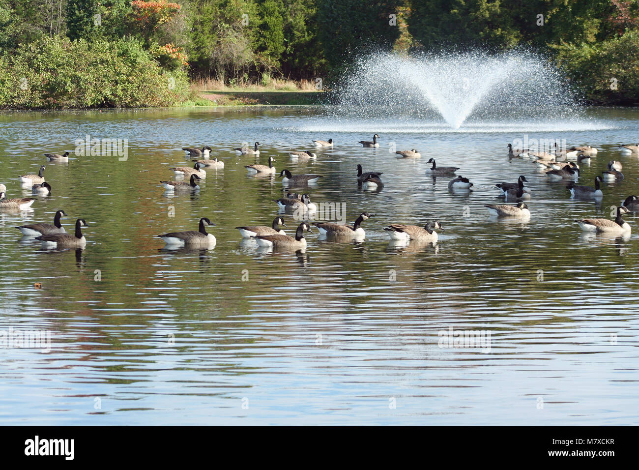 Birds on pond fountain hi-res stock photography and images - Alamy