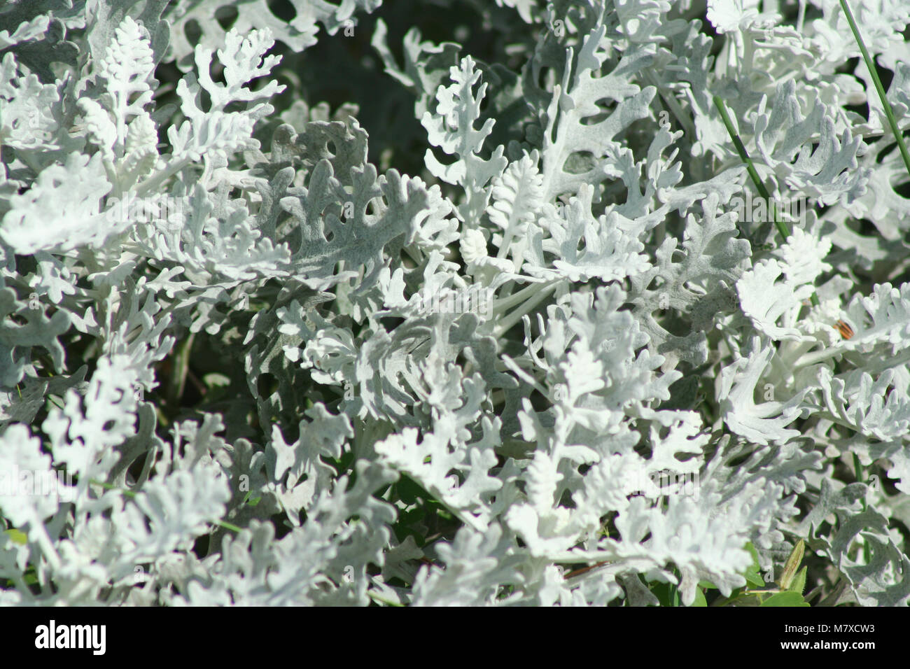 A Silver Dust Dusty Miller plant Stock Photo - Alamy