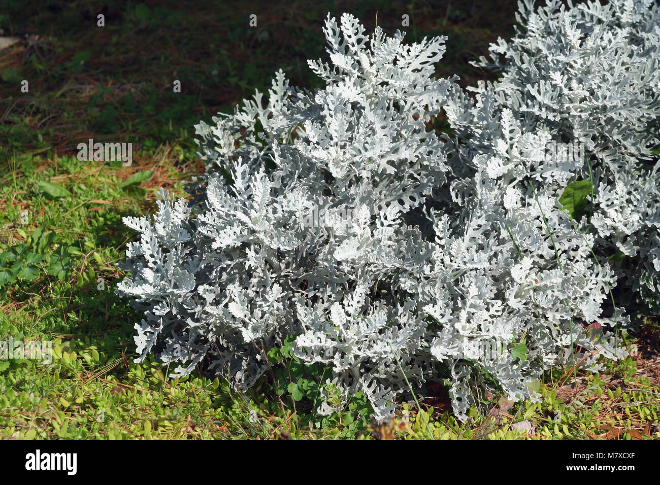 A Silver Dust Dusty Miller plant Stock Photo - Alamy