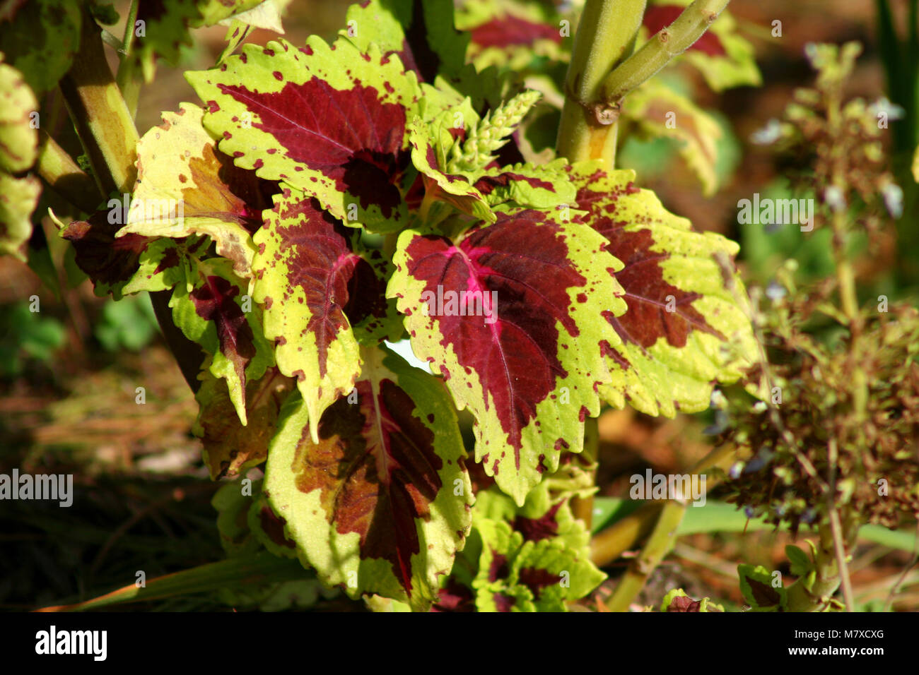 Coleus plant leaves hi-res stock photography and images - Alamy