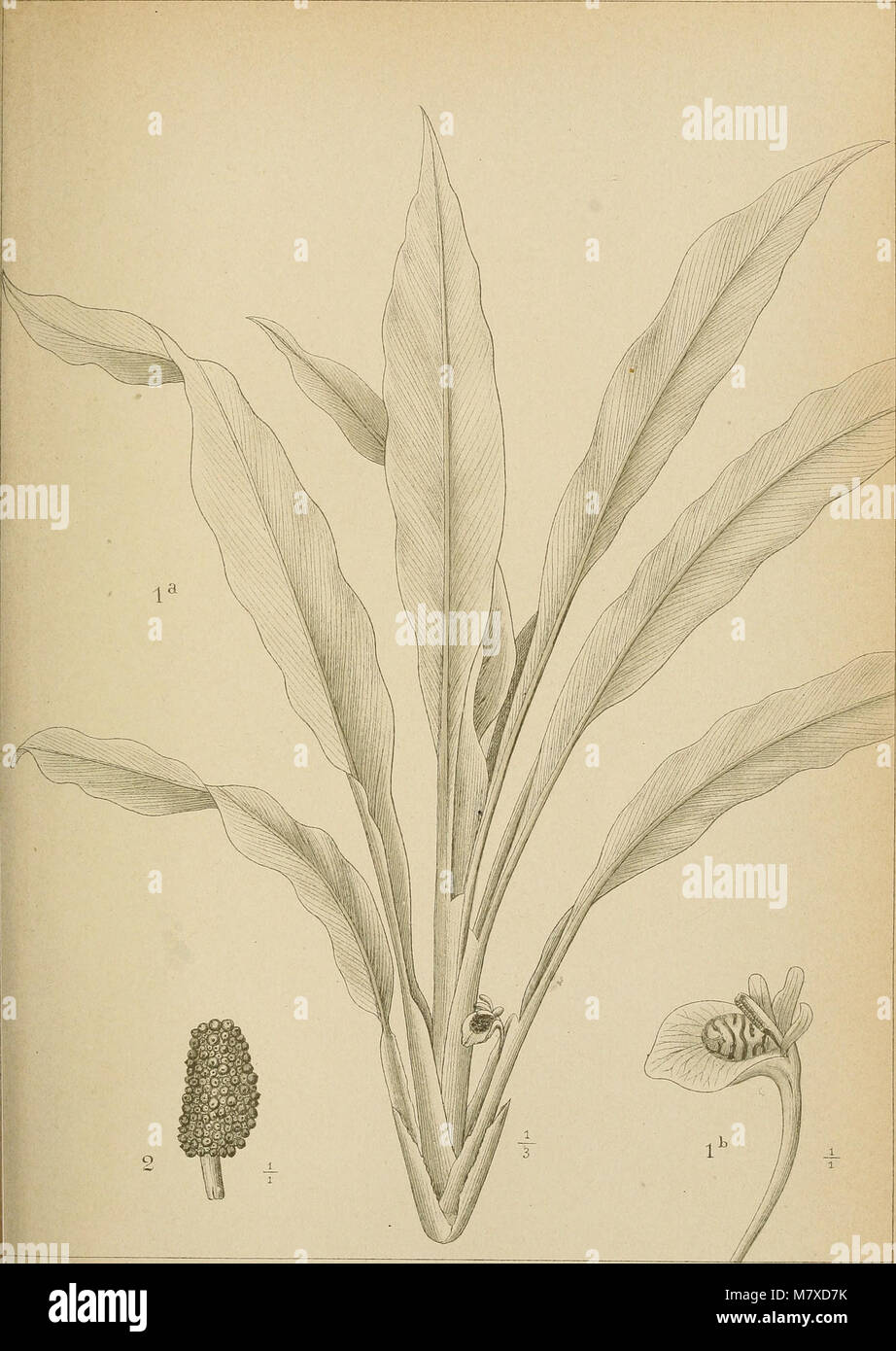 The Bulletin de l'Herbier Boissier, published between 1893 and 1908 ...