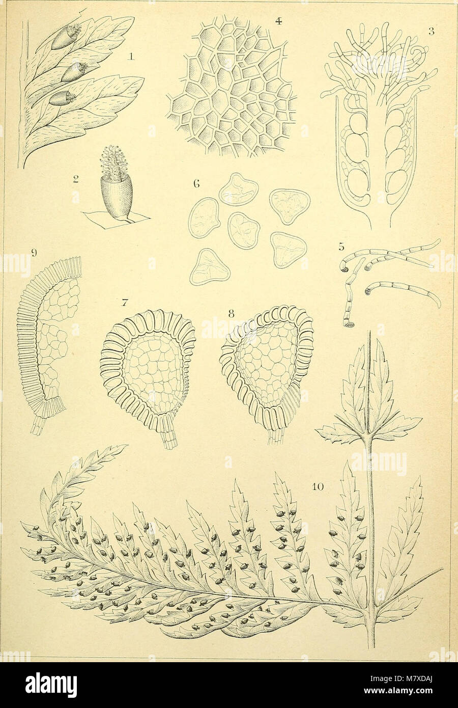 'Bulletin de l'Herbier Boissier' (1893-1908) was a botanical ...