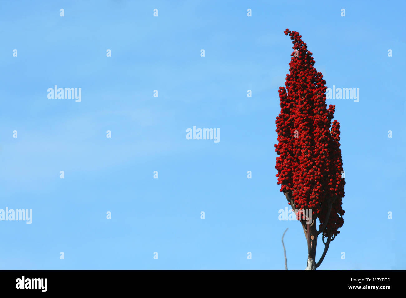 A Red Weed Flower against a blue sky Stock Photo - Alamy