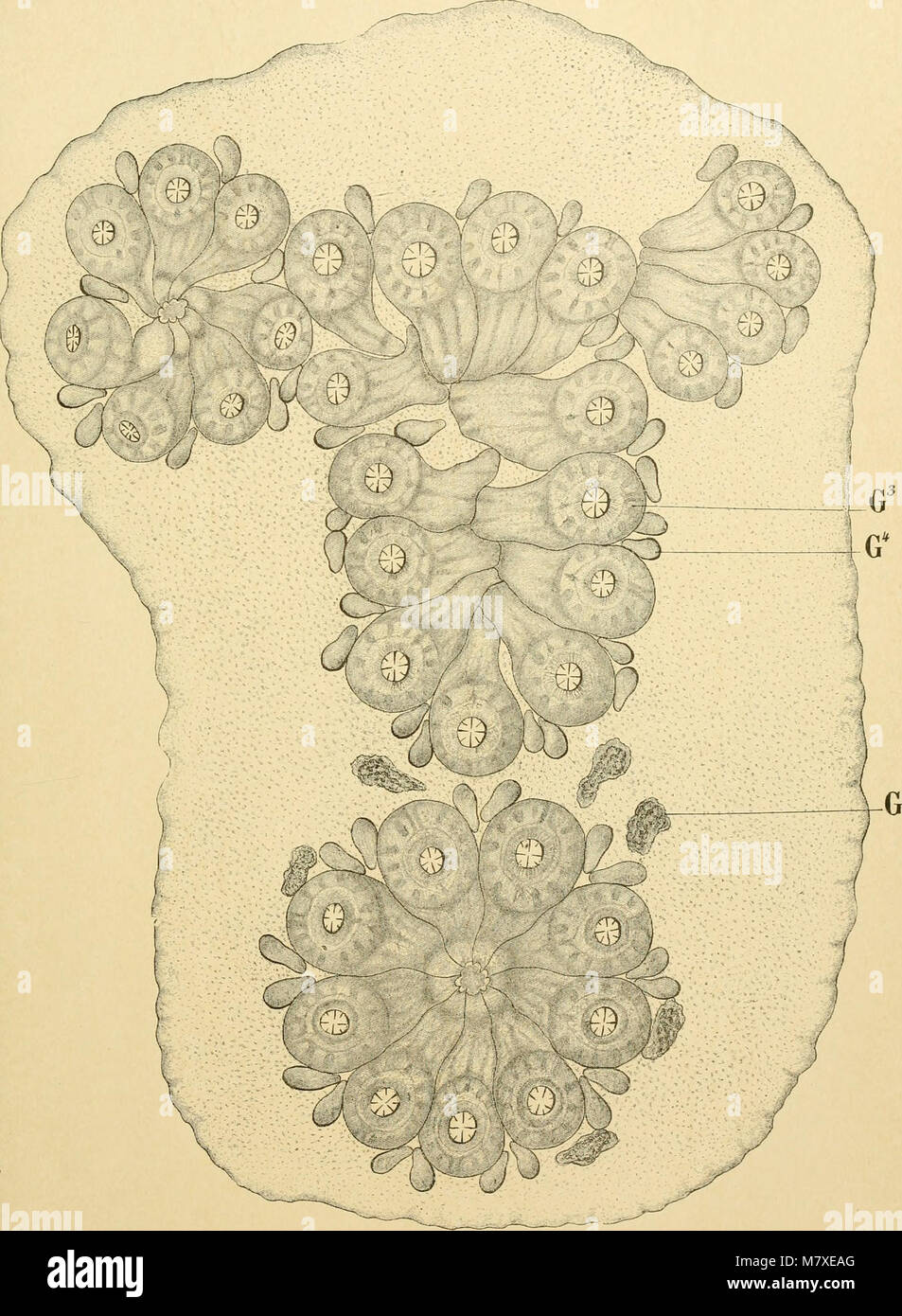 The Bulletin of the Society of Natural Sciences of Western France, first published in 1899 ...